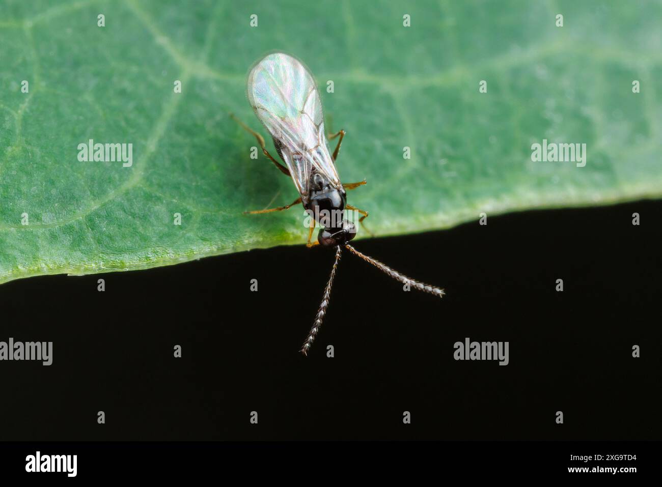 A figitid wasp (Eucoilinae), a primary koinobiont endoparasitoid ...