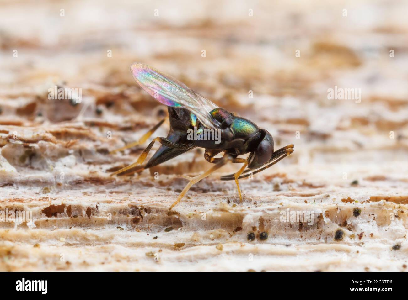 A female encyrtid wasp (Encyrtidae) oviposits into a dead tree Stock ...