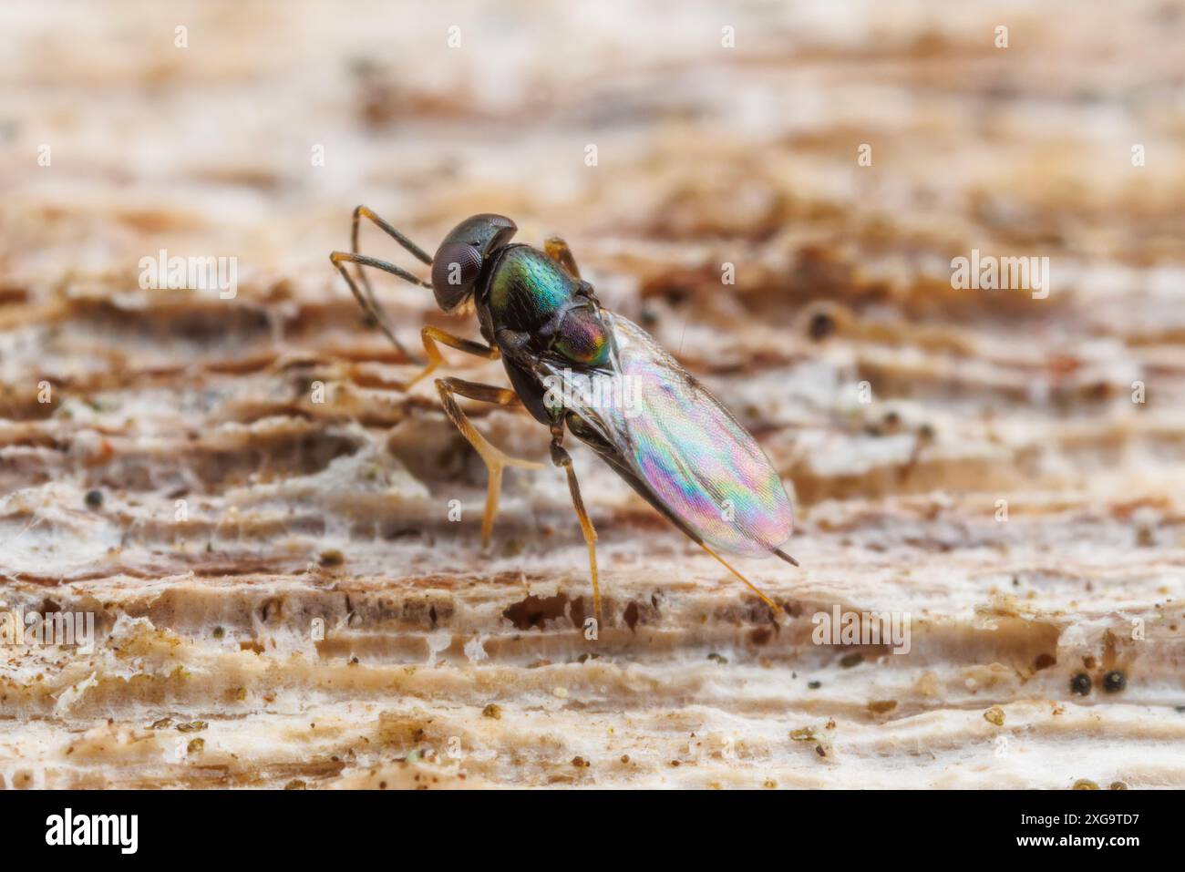 Encyrtid Wasp (Encyrtidae) - Female Stock Photo - Alamy