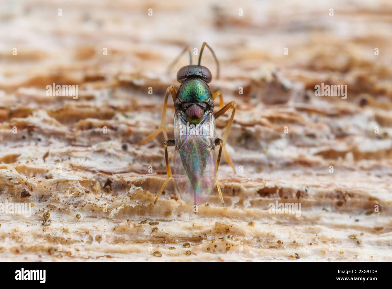 Encyrtid Wasp (Encyrtidae) - Female Stock Photo - Alamy
