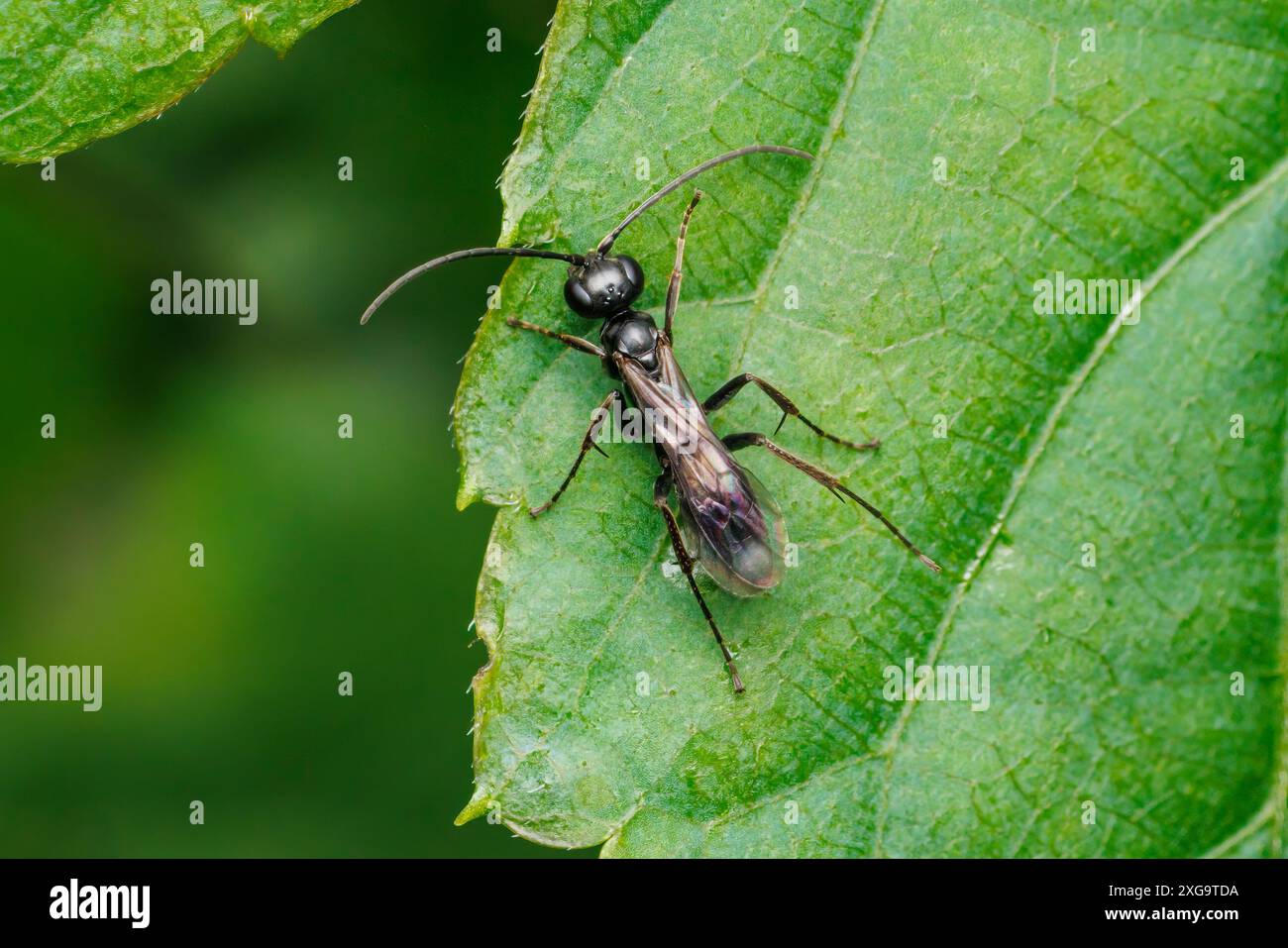 Pepsinae wasp and spider hi-res stock photography and images - Alamy