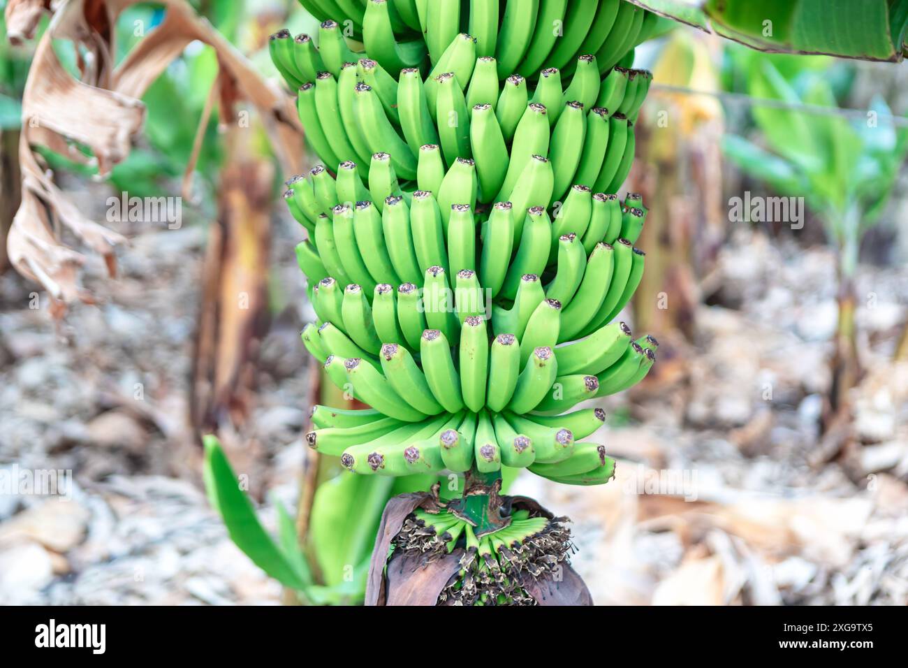 Cluster of ripe bananas hanging from a tree in a tropical garden ...