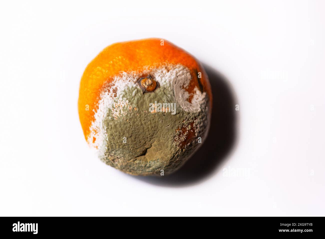 Rotten orange covered in mold, inedible fruit, spoiled citrus ...