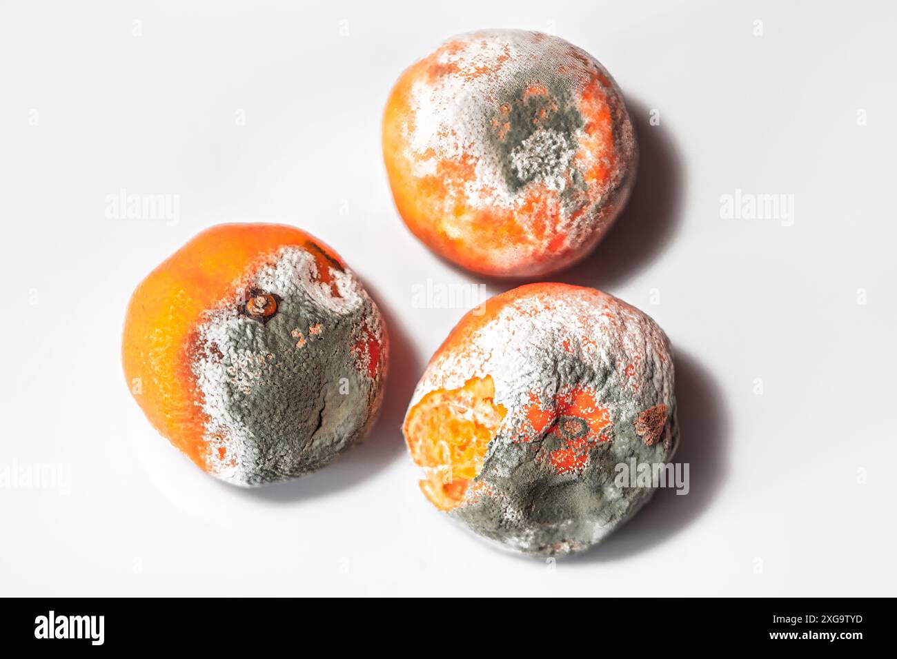 Three moldy oranges on a white surface. Rotten fruits covered in mold ...