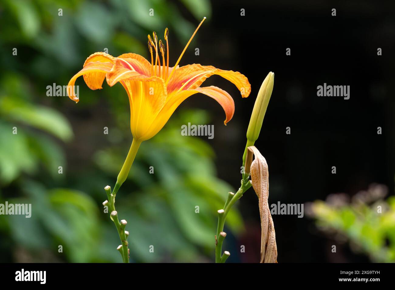 Georgia orange day lily hi-res stock photography and images - Alamy