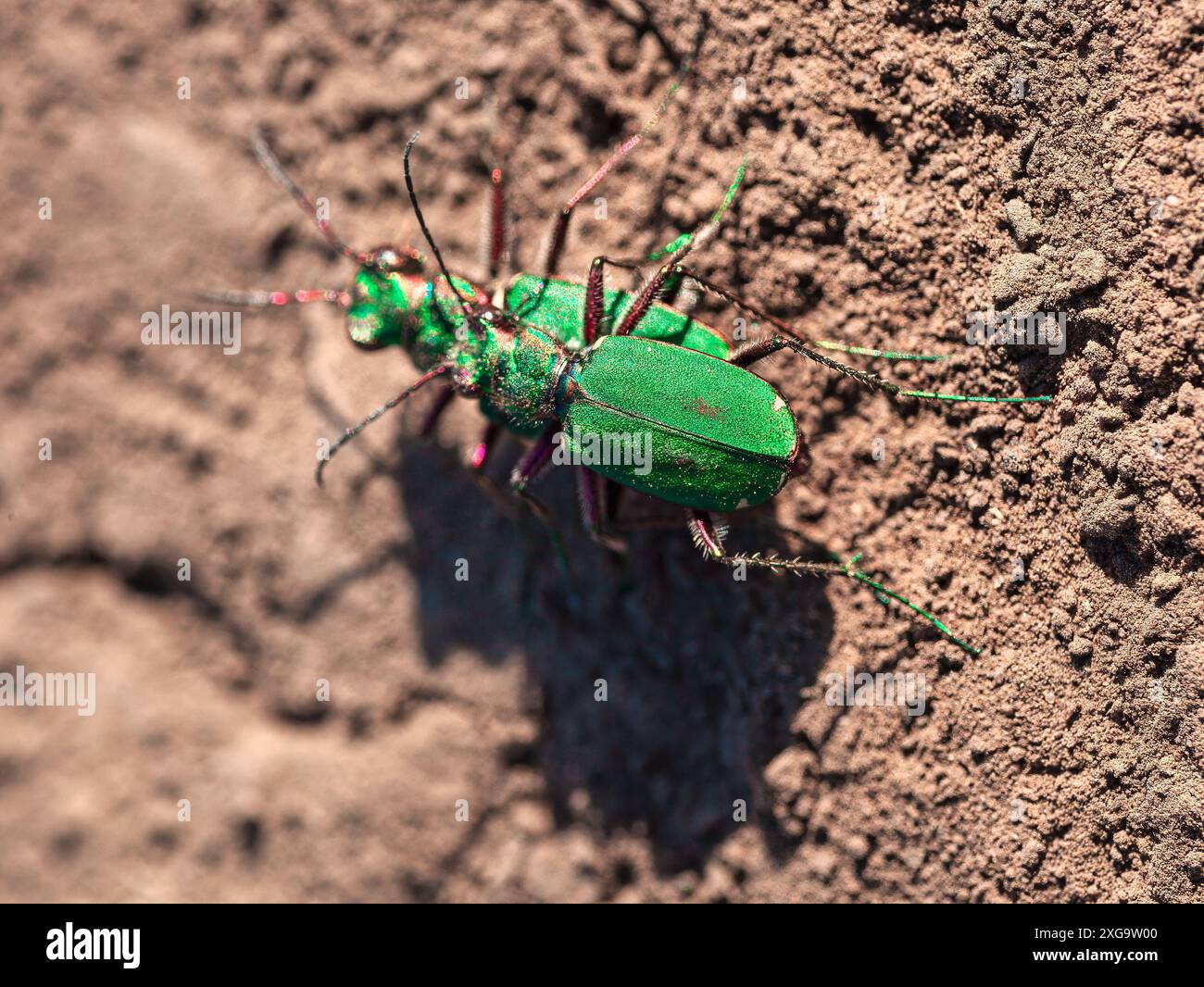 Love for bugs hi-res stock photography and images - Alamy