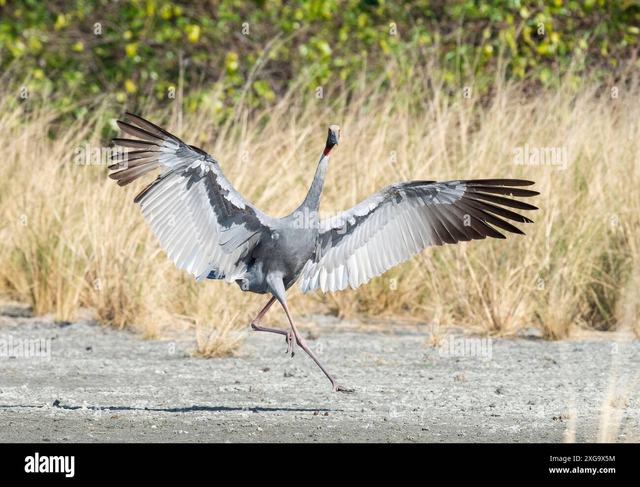 Brolga dancing hi-res stock photography and images - Alamy
