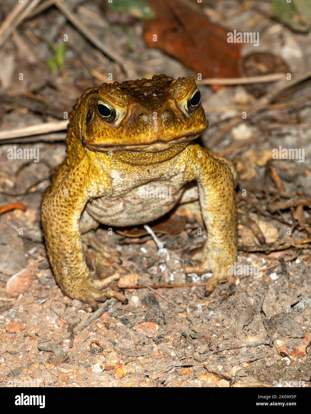 Feral cane toad in outback Qeensland, Australia Stock Photo - Alamy