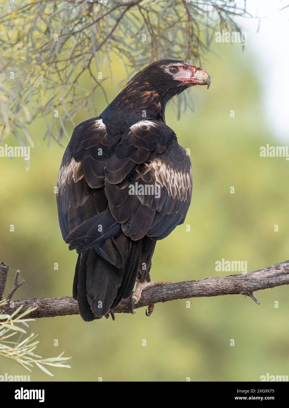 wedge tailed eagle in outback Australia Stock Photo - Alamy