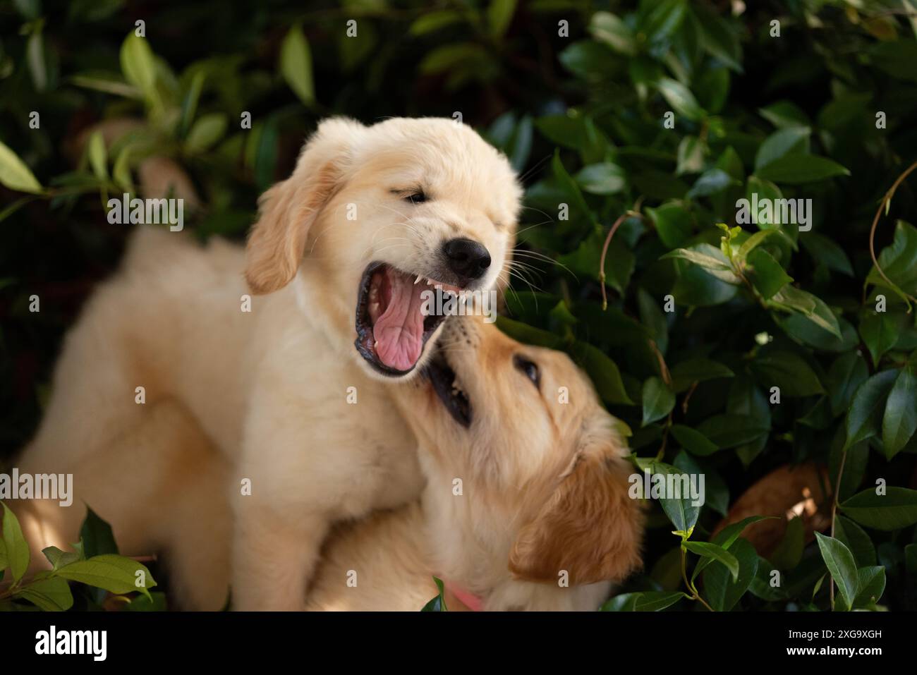 Golden Retriever puppies play fighting Stock Photo - Alamy