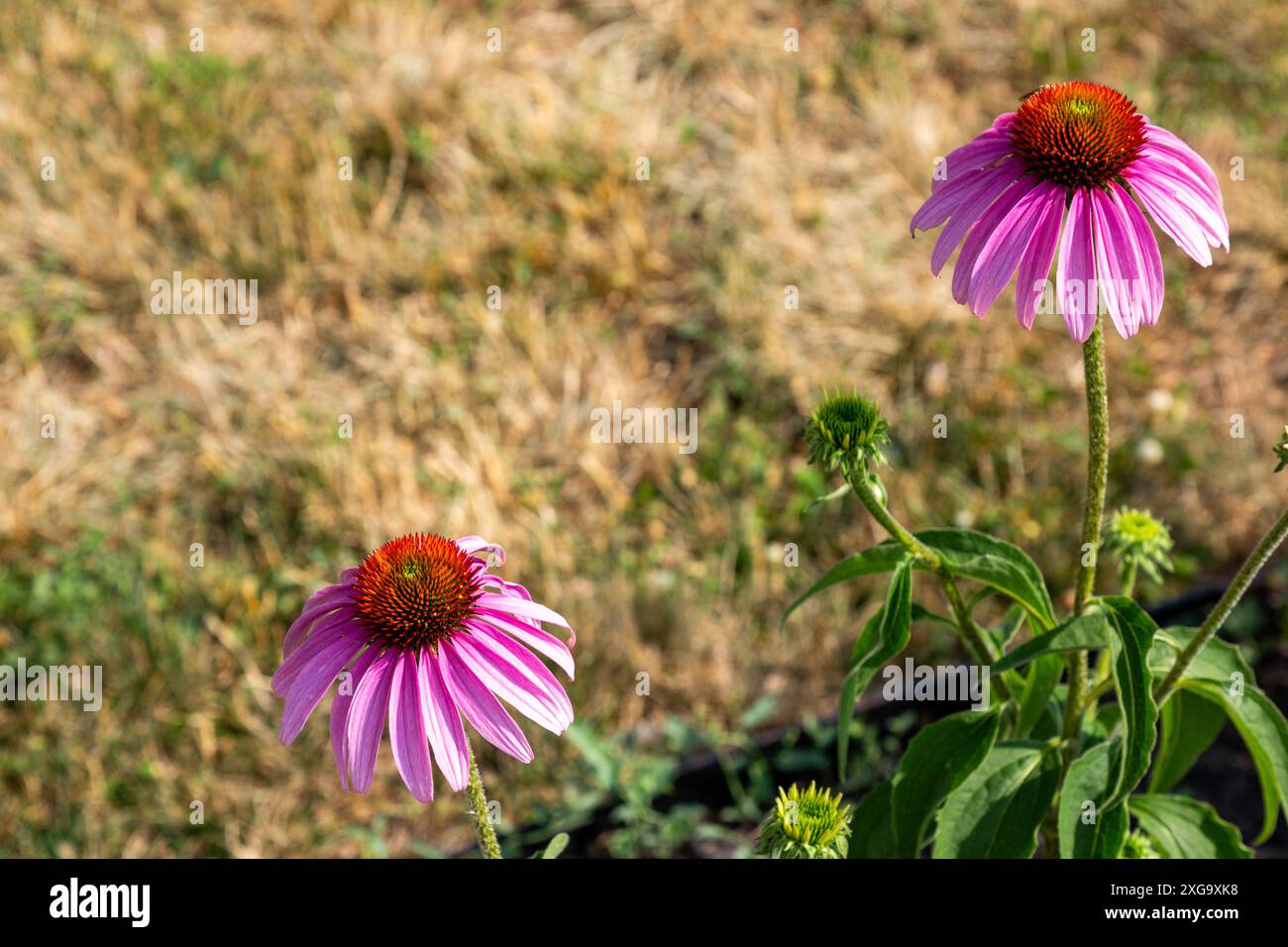 Purple Cone Flowers, also known as Echinacea, in bloom Stock Photo - Alamy