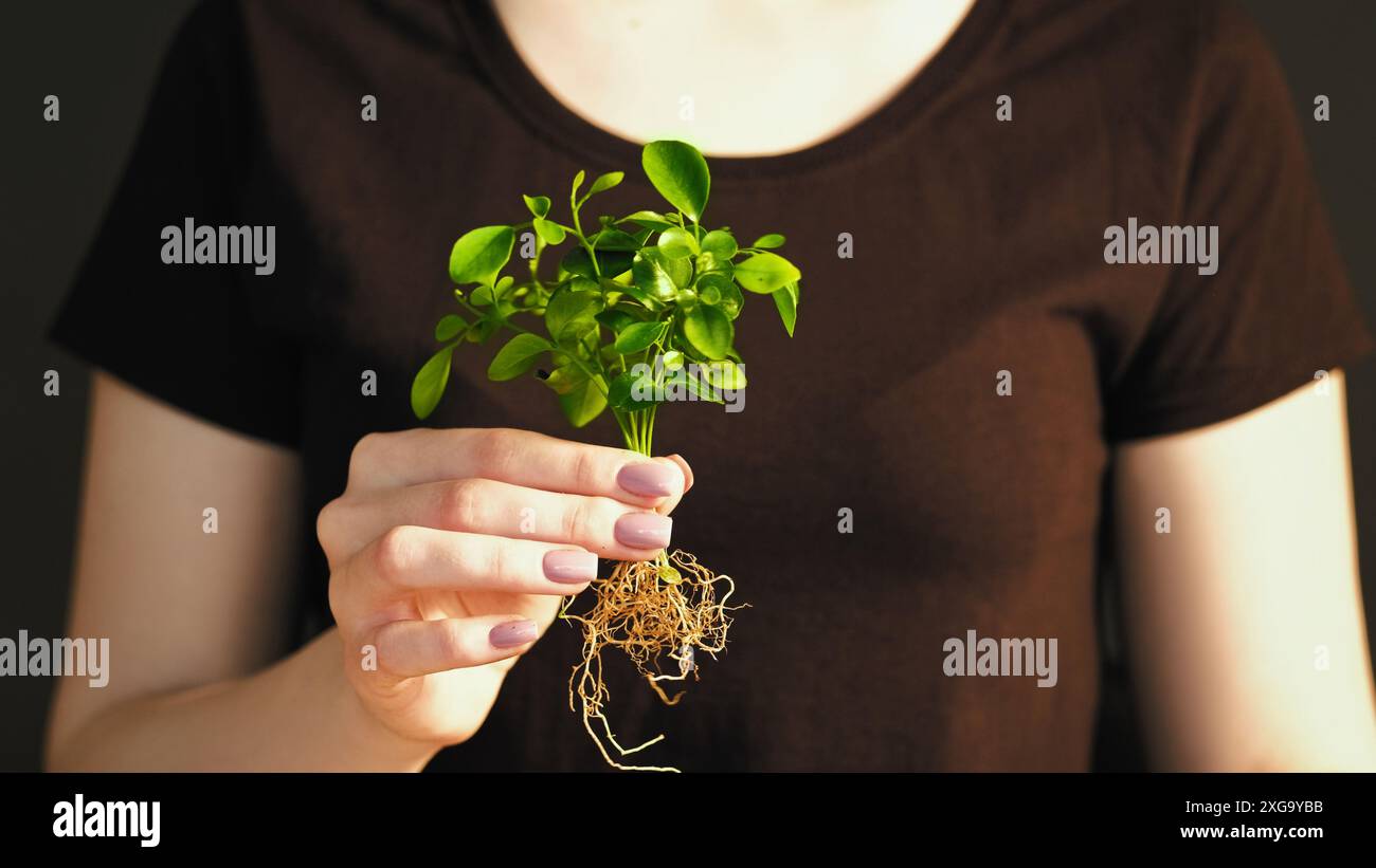Sprout hand. Plant protection. Ecology care. Female fingers gently ...