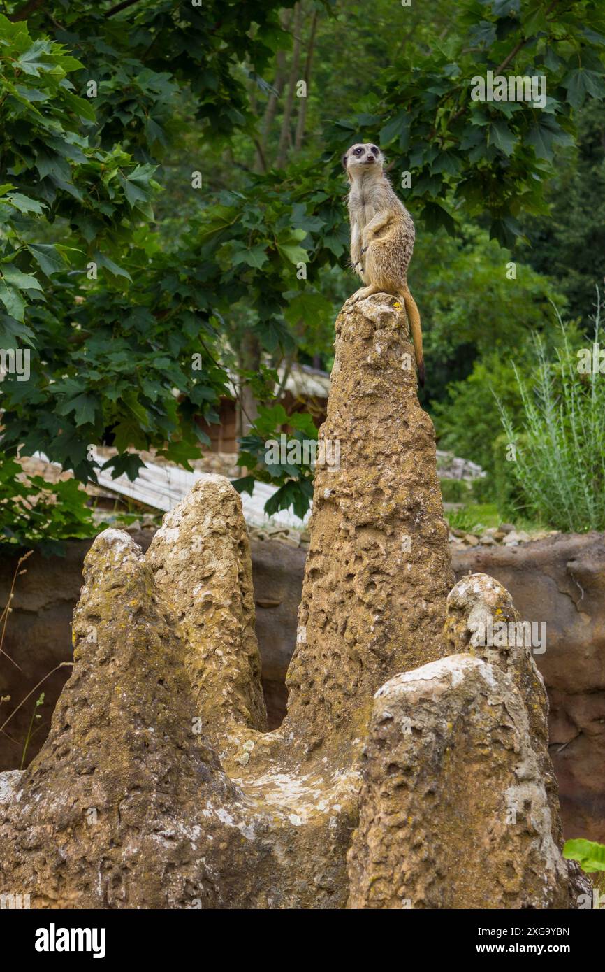 Interior of pavilions in a modern zoo with wild animals Stock Photo - Alamy