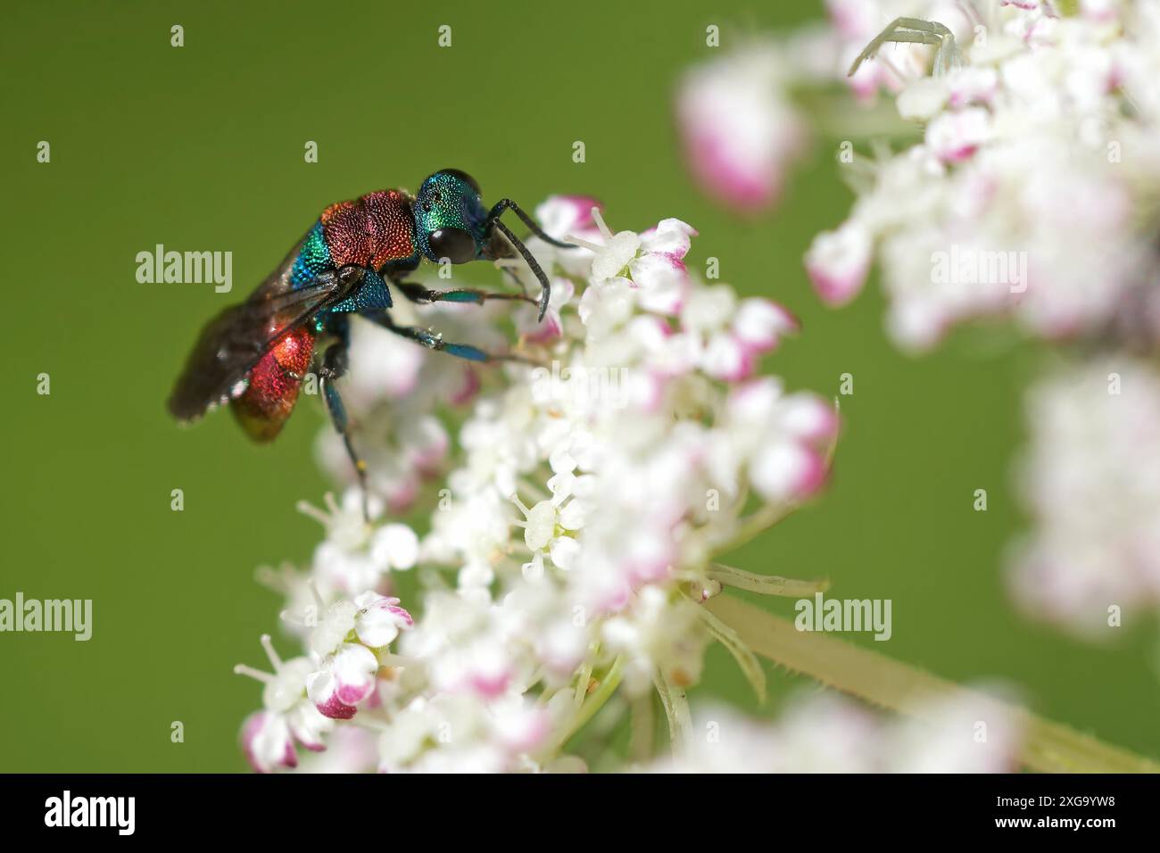 Scorpion wasp hi-res stock photography and images - Alamy