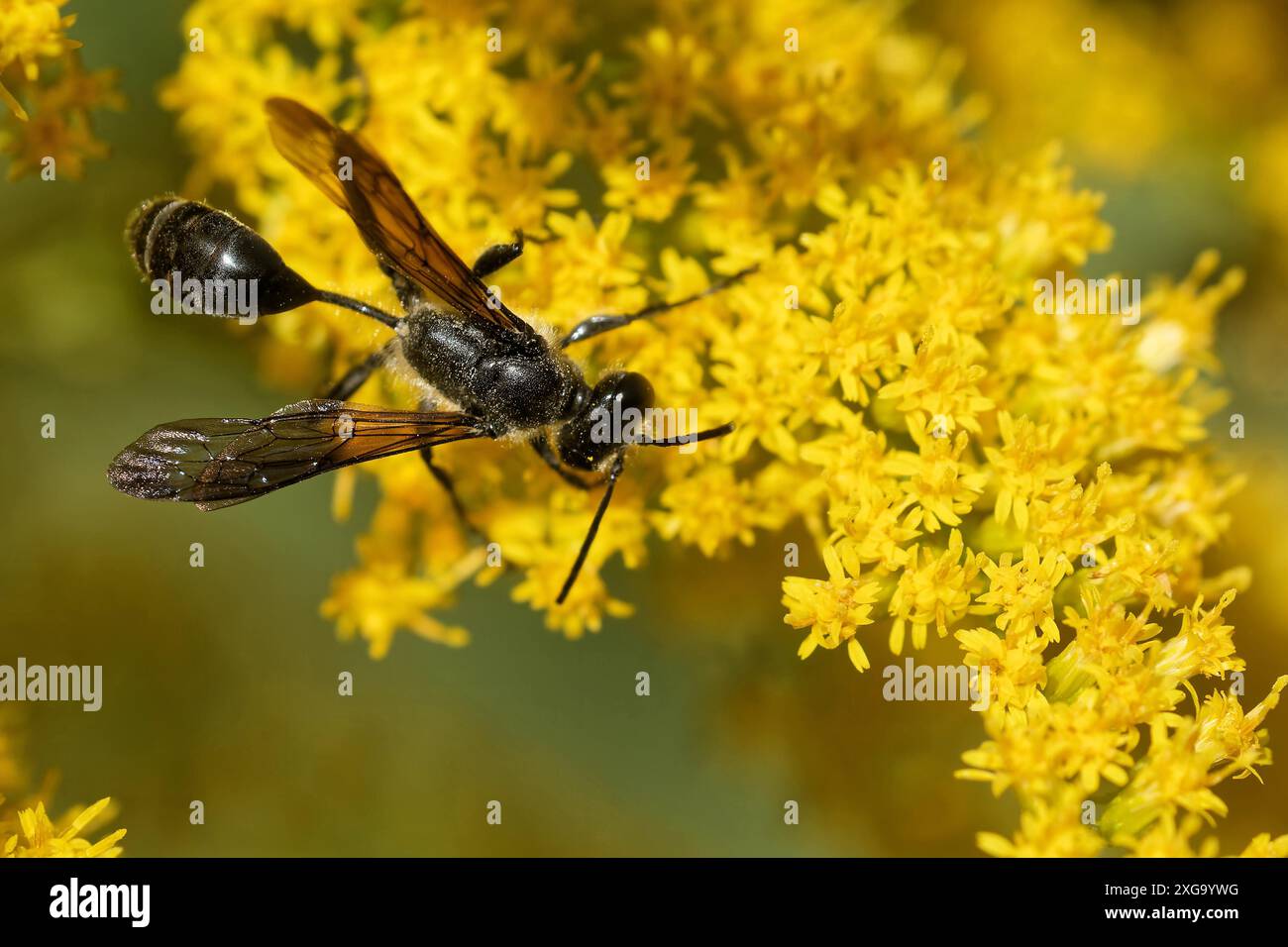 Cricket hunter wasp hi-res stock photography and images - Alamy