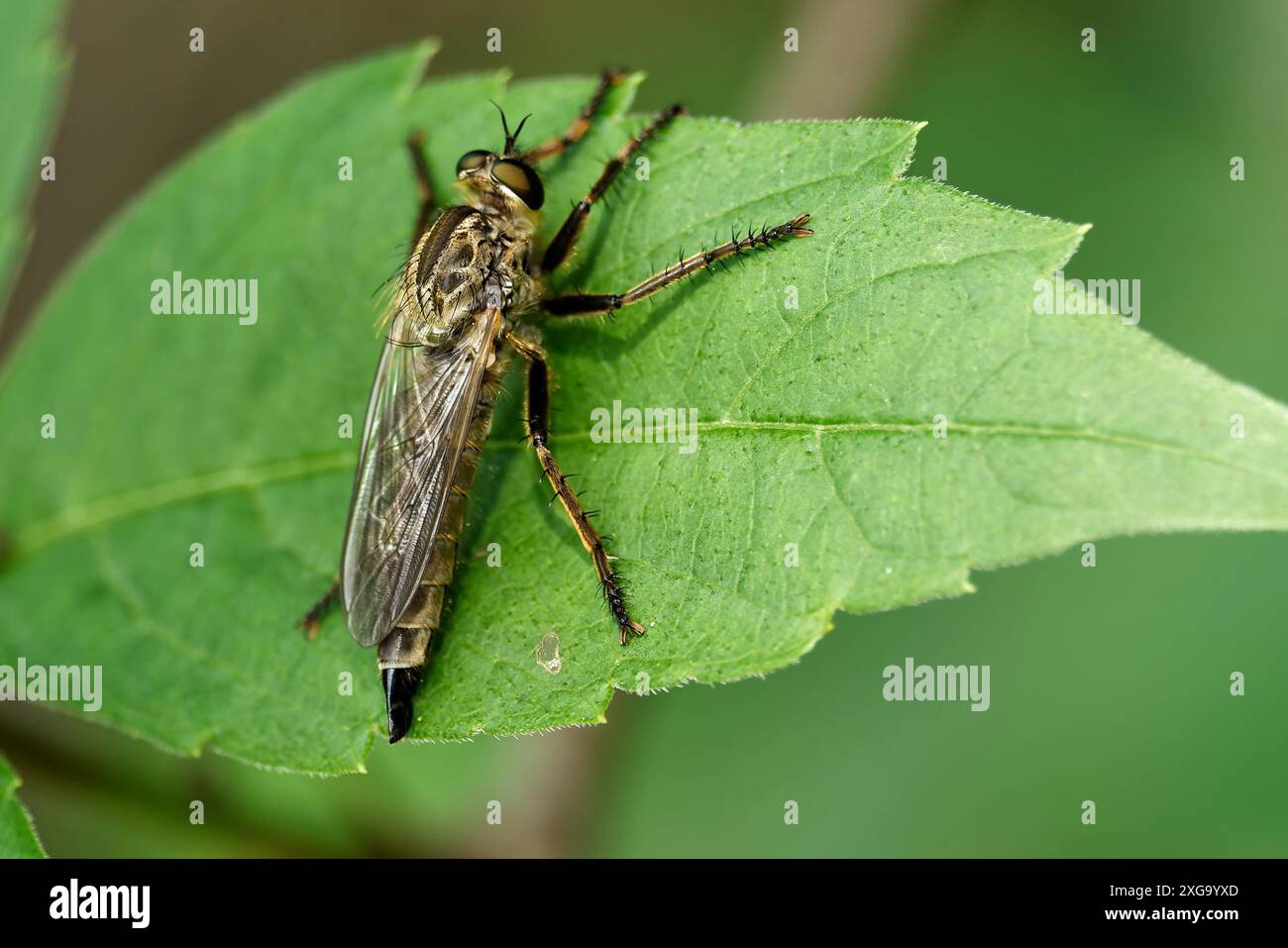 Common robber fly Stock Photo - Alamy