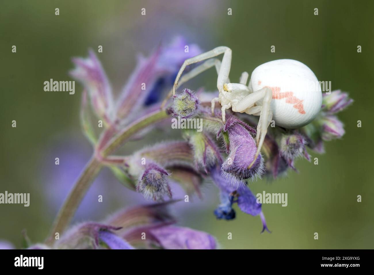 Cat spider insect hi-res stock photography and images - Alamy
