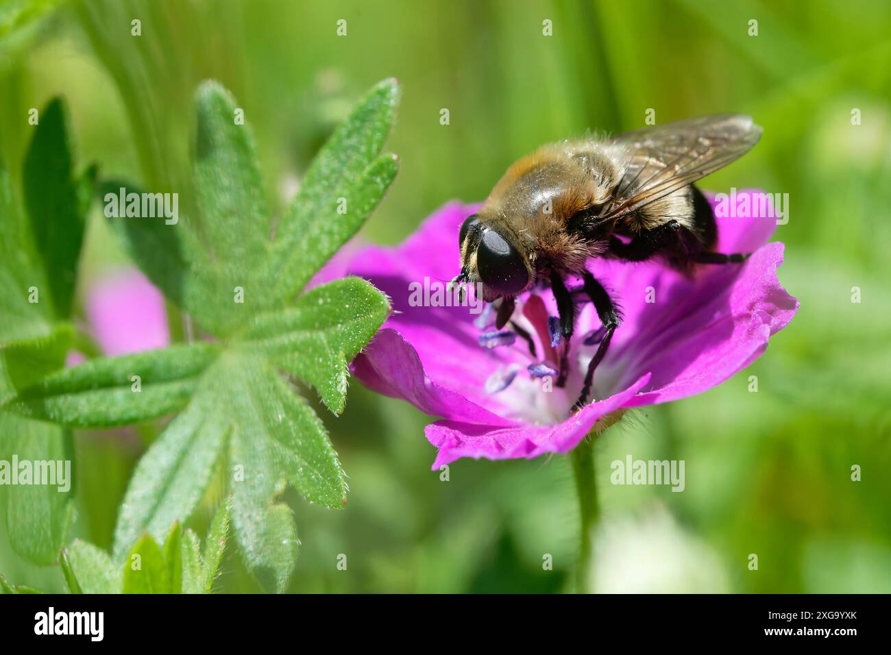 Bloody fly hi-res stock photography and images - Alamy