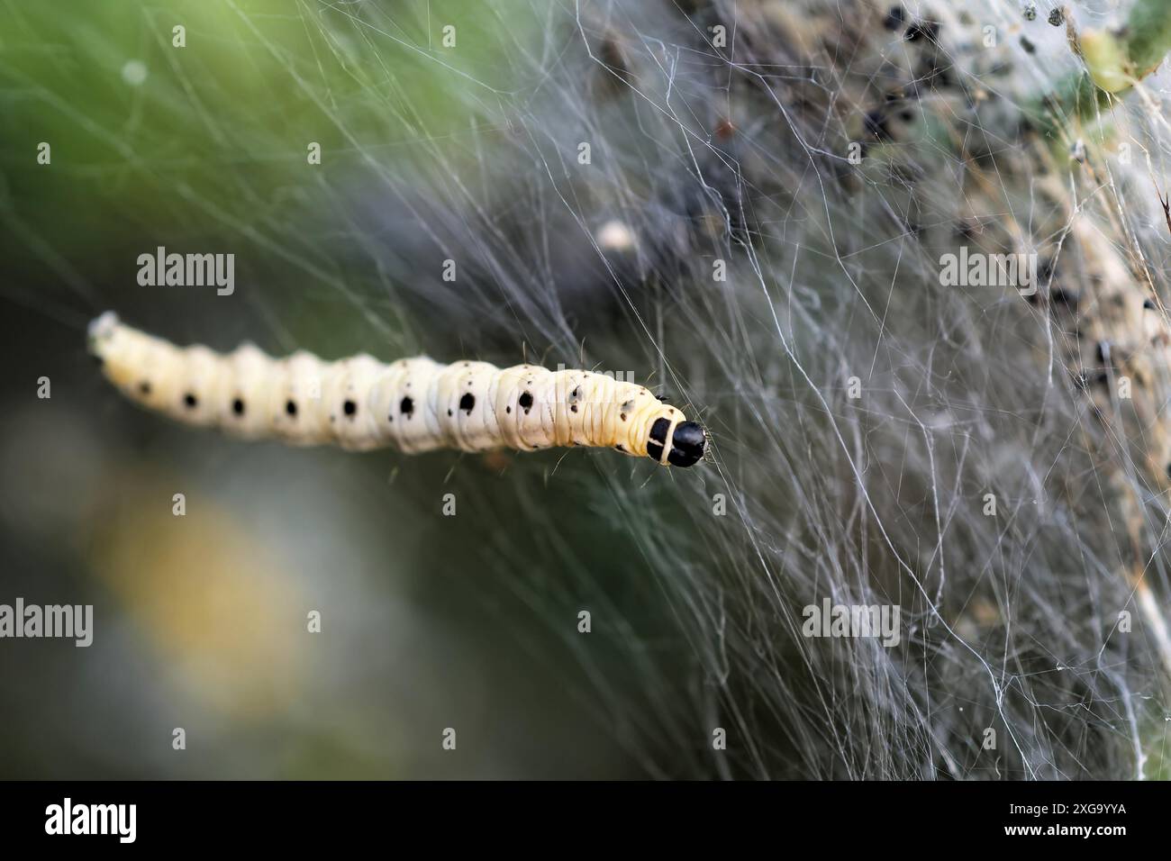 Butterfly caterpillar gypsy hi-res stock photography and images - Alamy