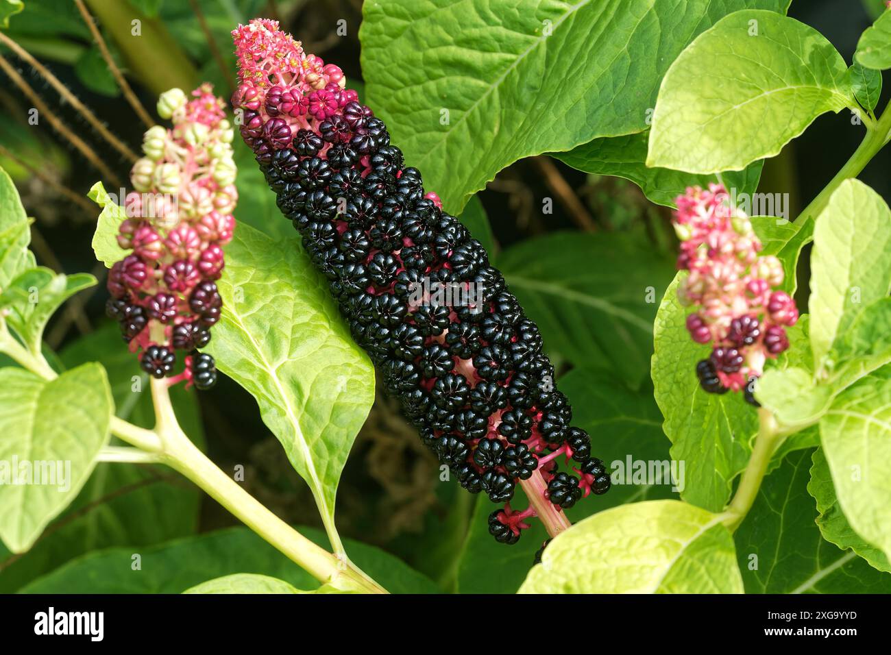 Indian poke hi-res stock photography and images - Alamy