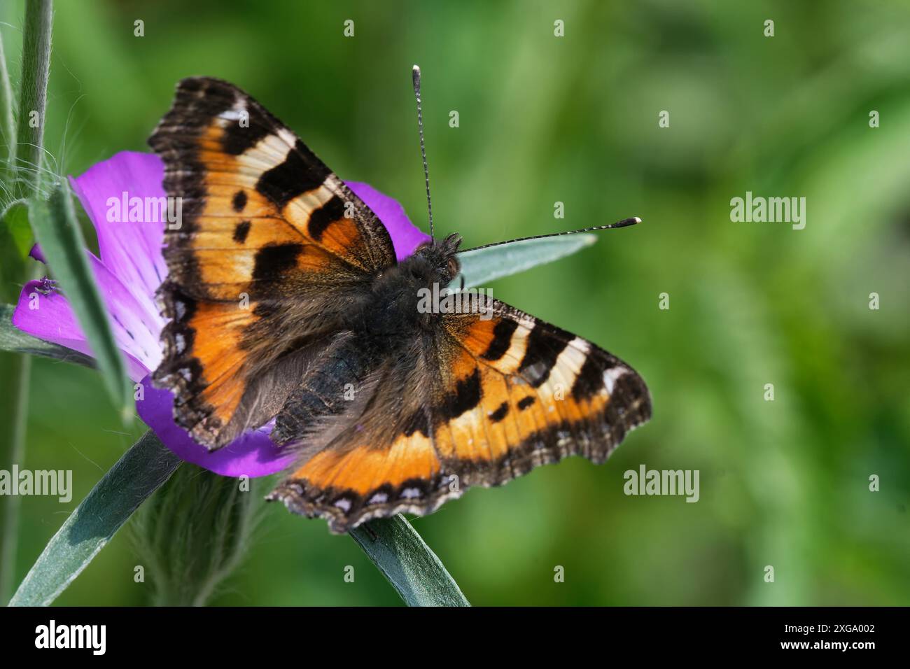 Common small tortoiseshell hi-res stock photography and images - Alamy