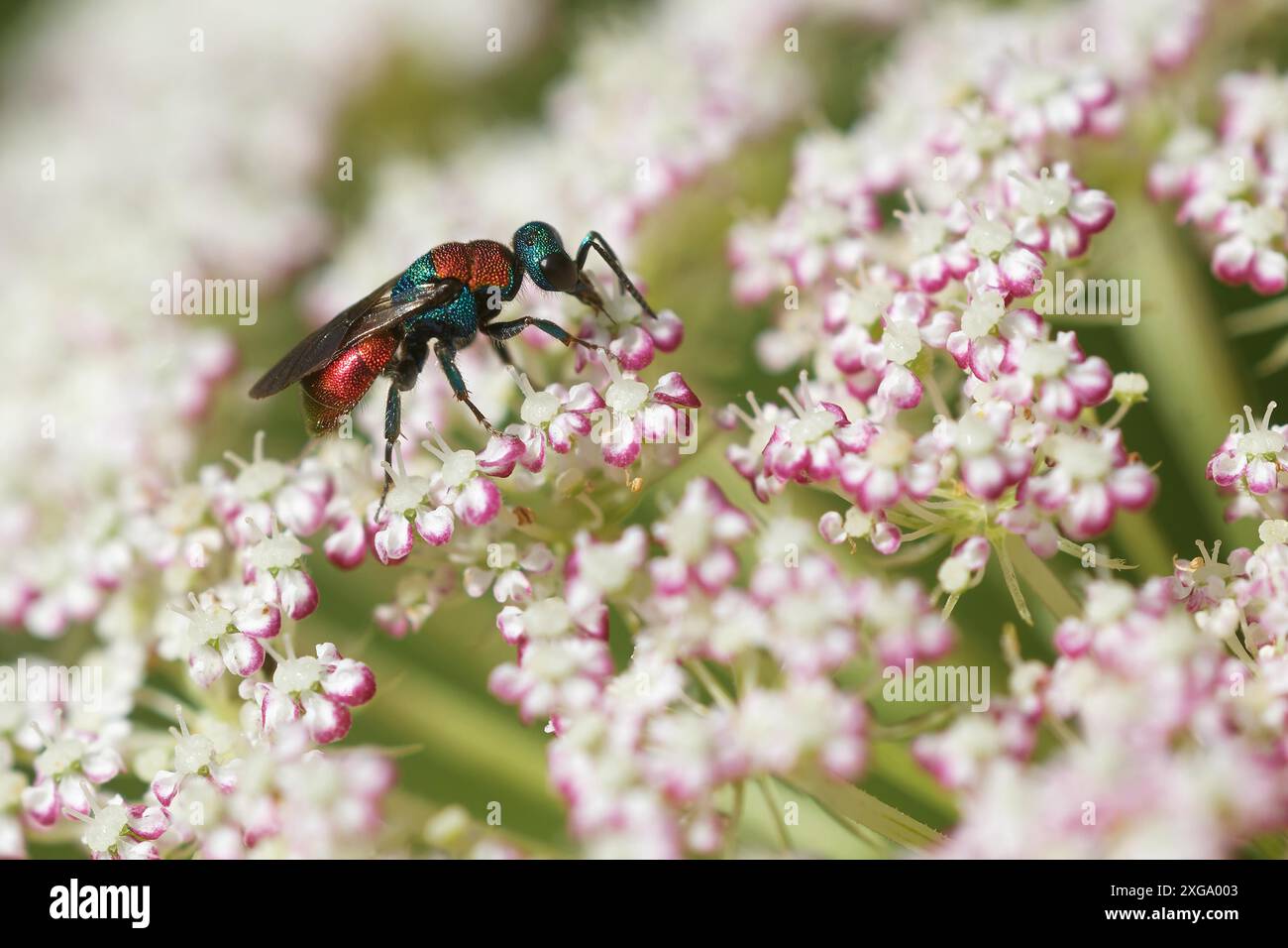 Golden wasp on a wild carrot Stock Photo - Alamy