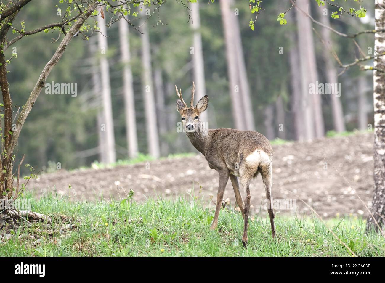 Attentive roebuck hi-res stock photography and images - Alamy