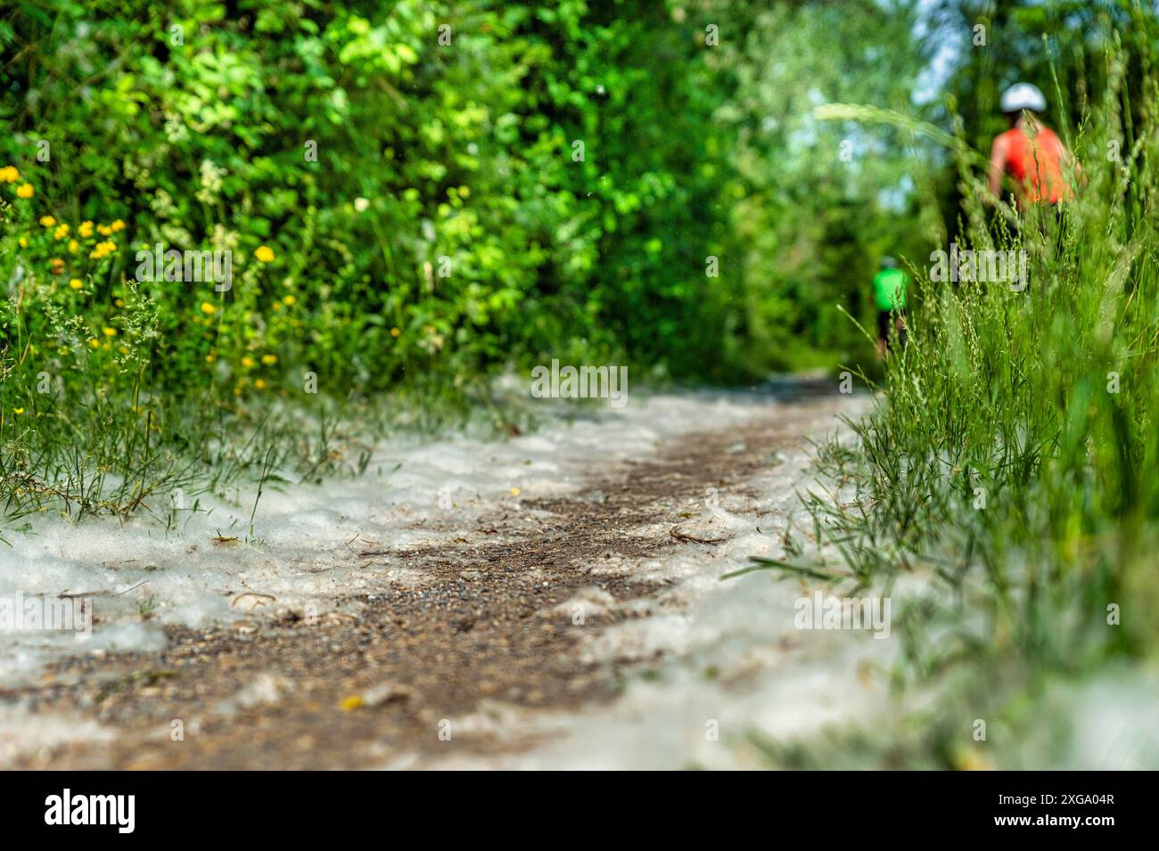 2 cyclists on a forest path full of poplar lint, poplar wool Stock ...