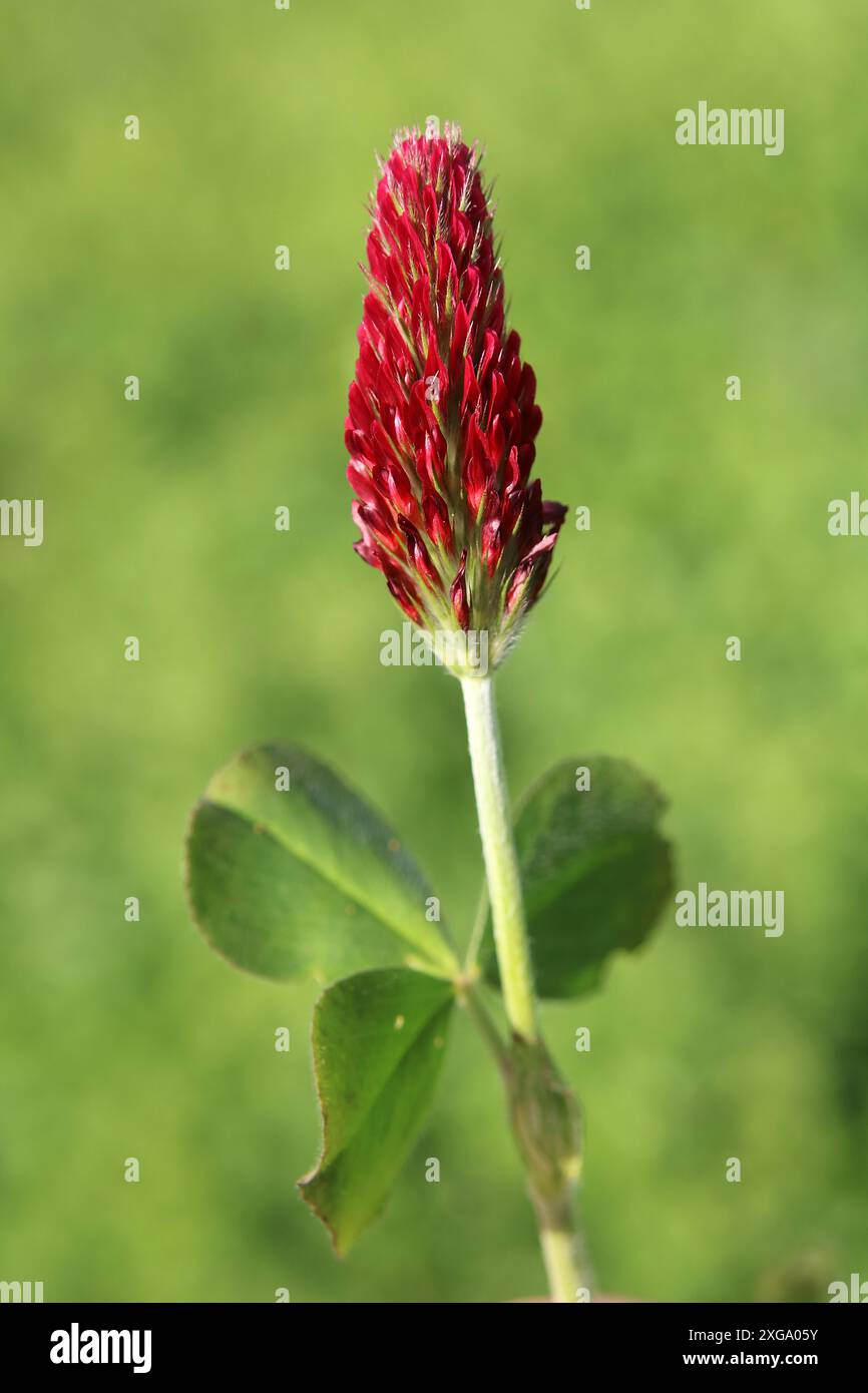 Rose clover hi-res stock photography and images - Alamy