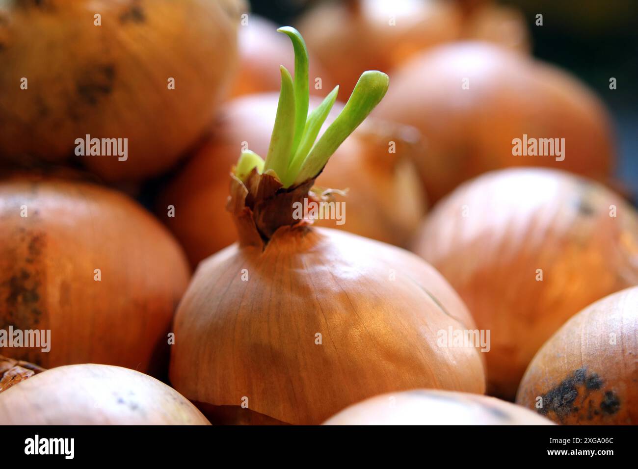 Onion sprouting, Onion sprouting Stock Photo - Alamy