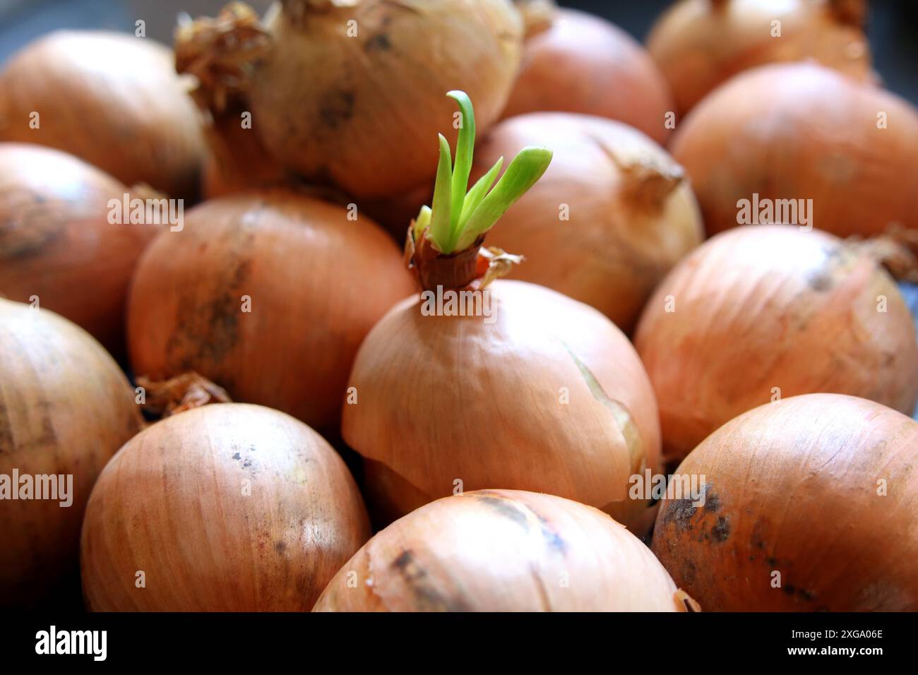 Onion sprouting, Onion sprouting Stock Photo - Alamy