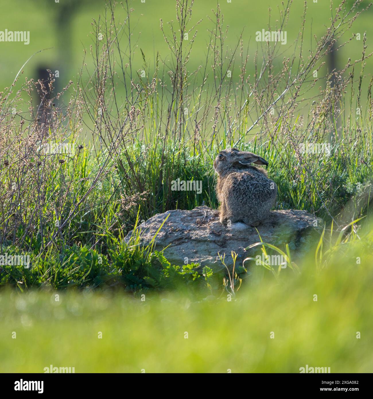 Spring hare hi-res stock photography and images - Alamy