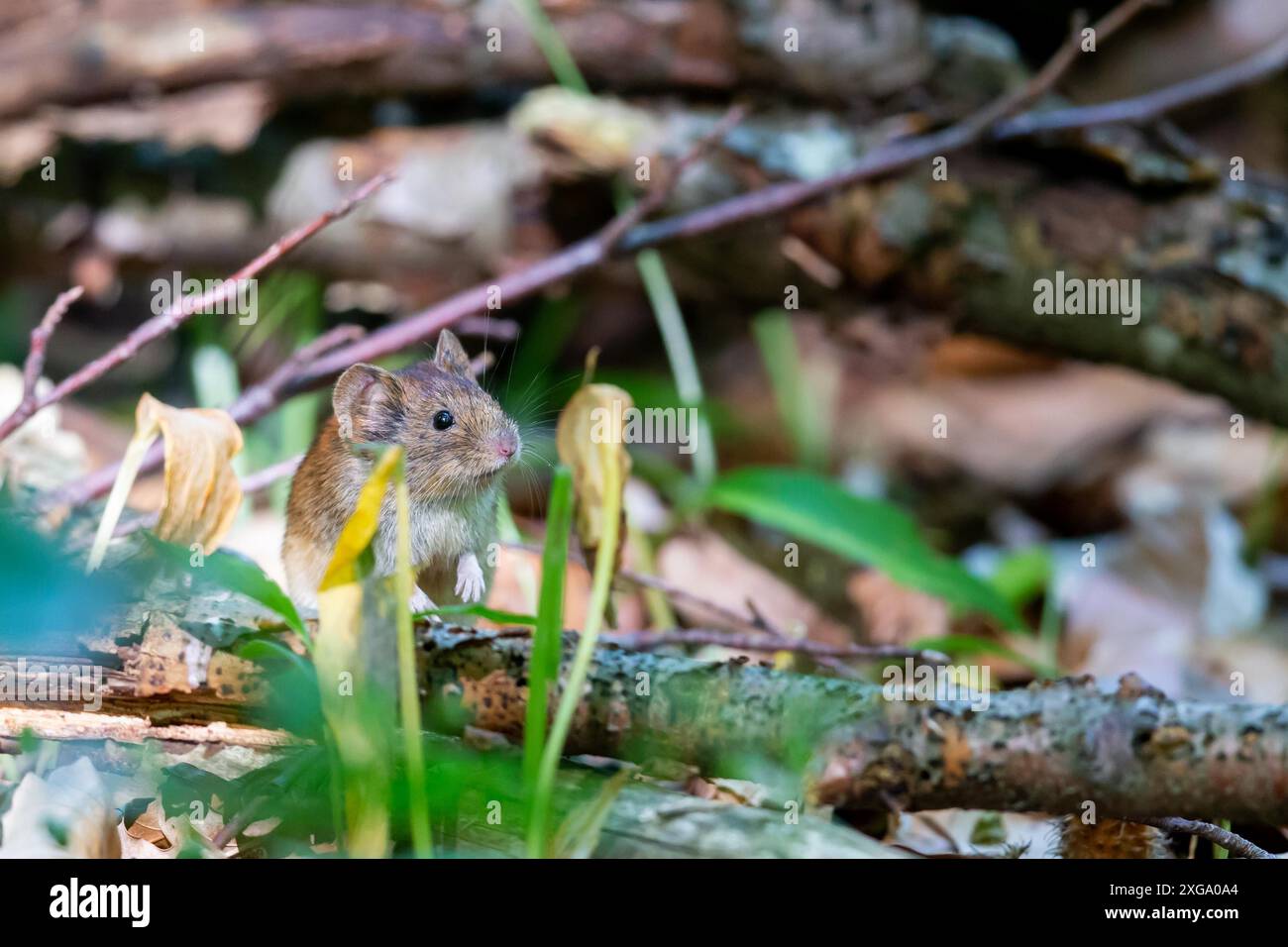 Wood mouse (Apodemus sylvaticus) on the forest floor in the nature ...
