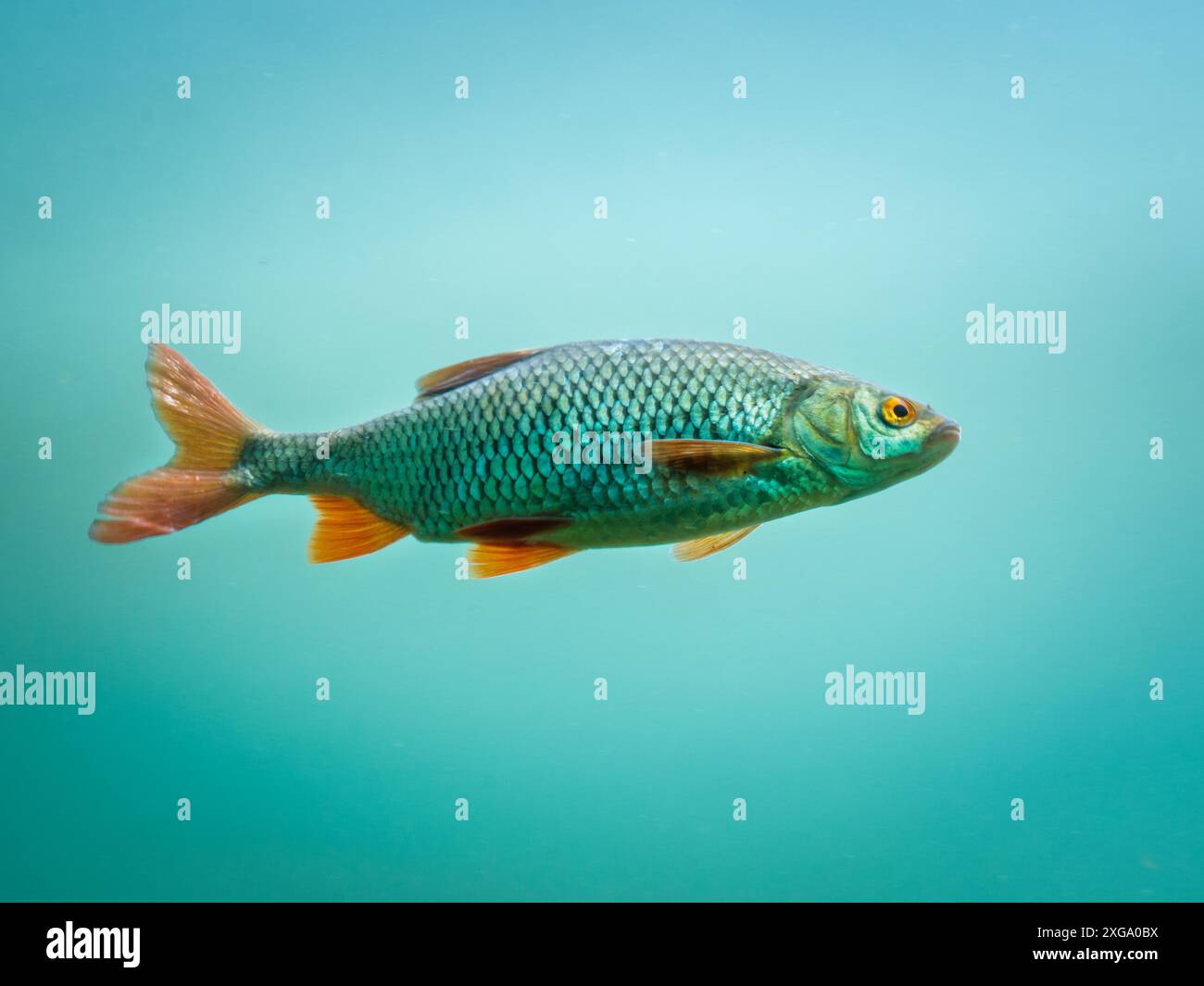 Common rudd (Scardinius erythropthalmus Stock Photo - Alamy