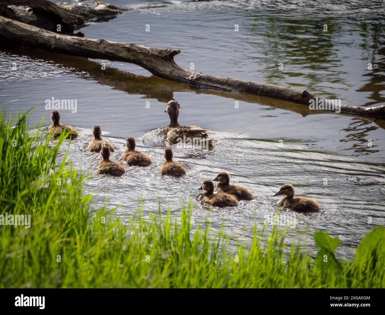 Family river hi-res stock photography and images - Alamy