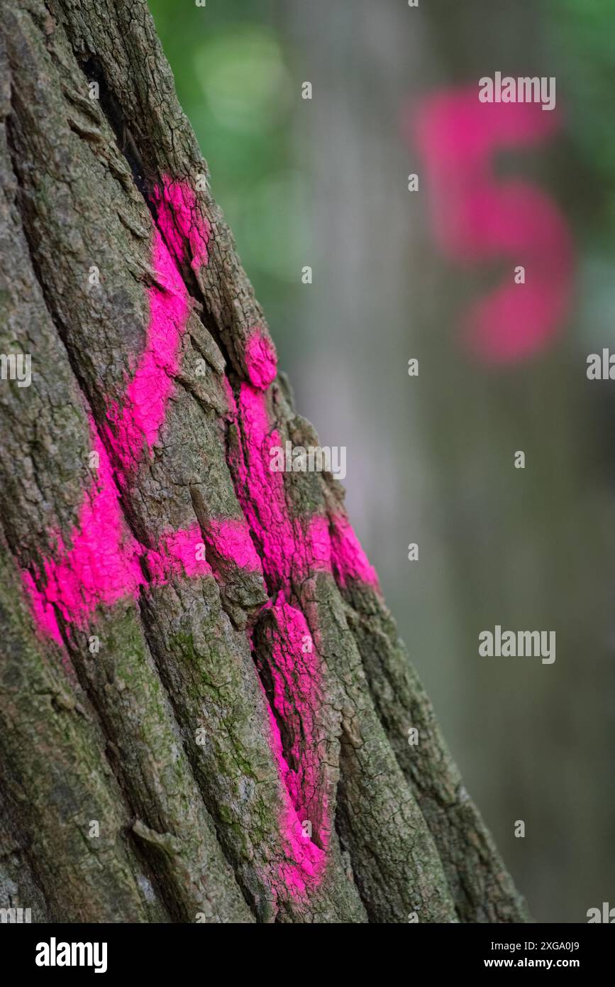 Painted numbers 4 and 5 on a tree trunk Stock Photo - Alamy