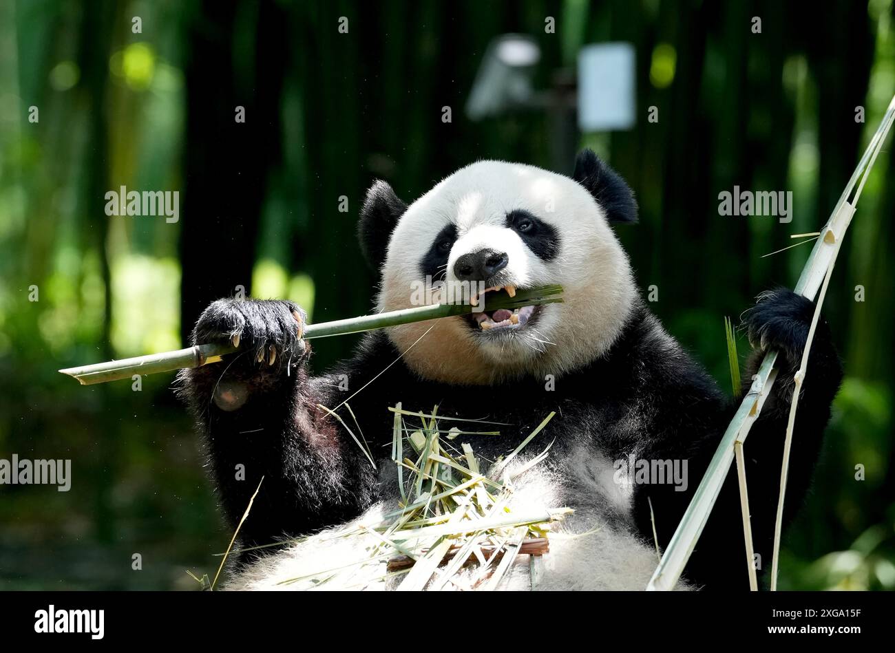 **CHINESE MAINLAND, HONG KONG, MACAU AND TAIWAN OUT** Giant panda Mei ...
