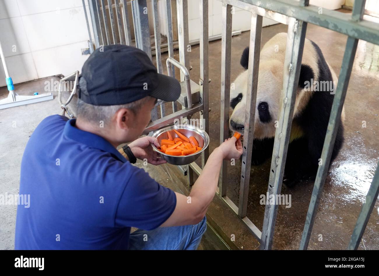 **CHINESE MAINLAND, HONG KONG, MACAU AND TAIWAN OUT** Giant panda Tian ...