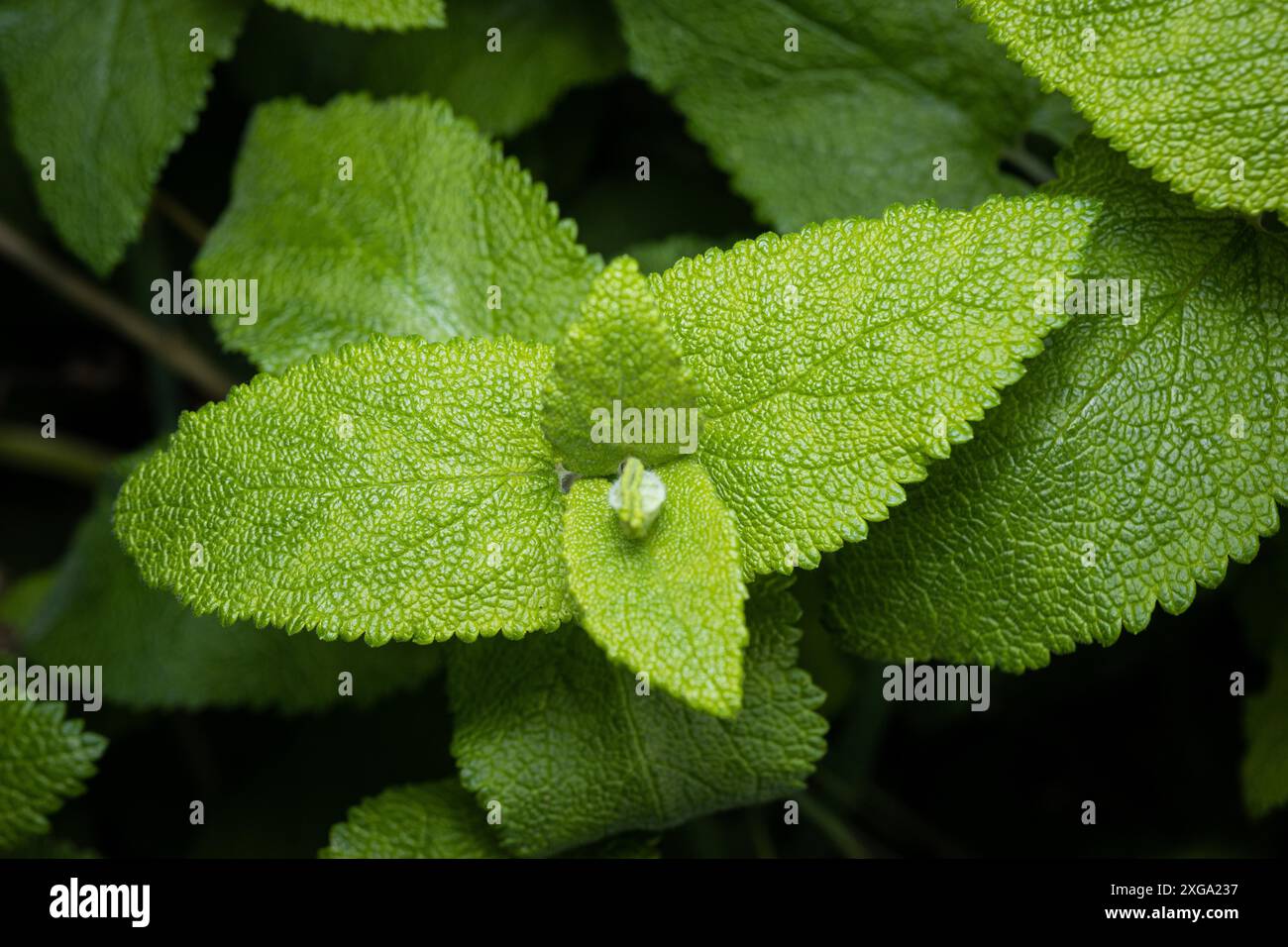Fresh Wild mint growing. Mentha longifolia. Close up Stock Photo - Alamy