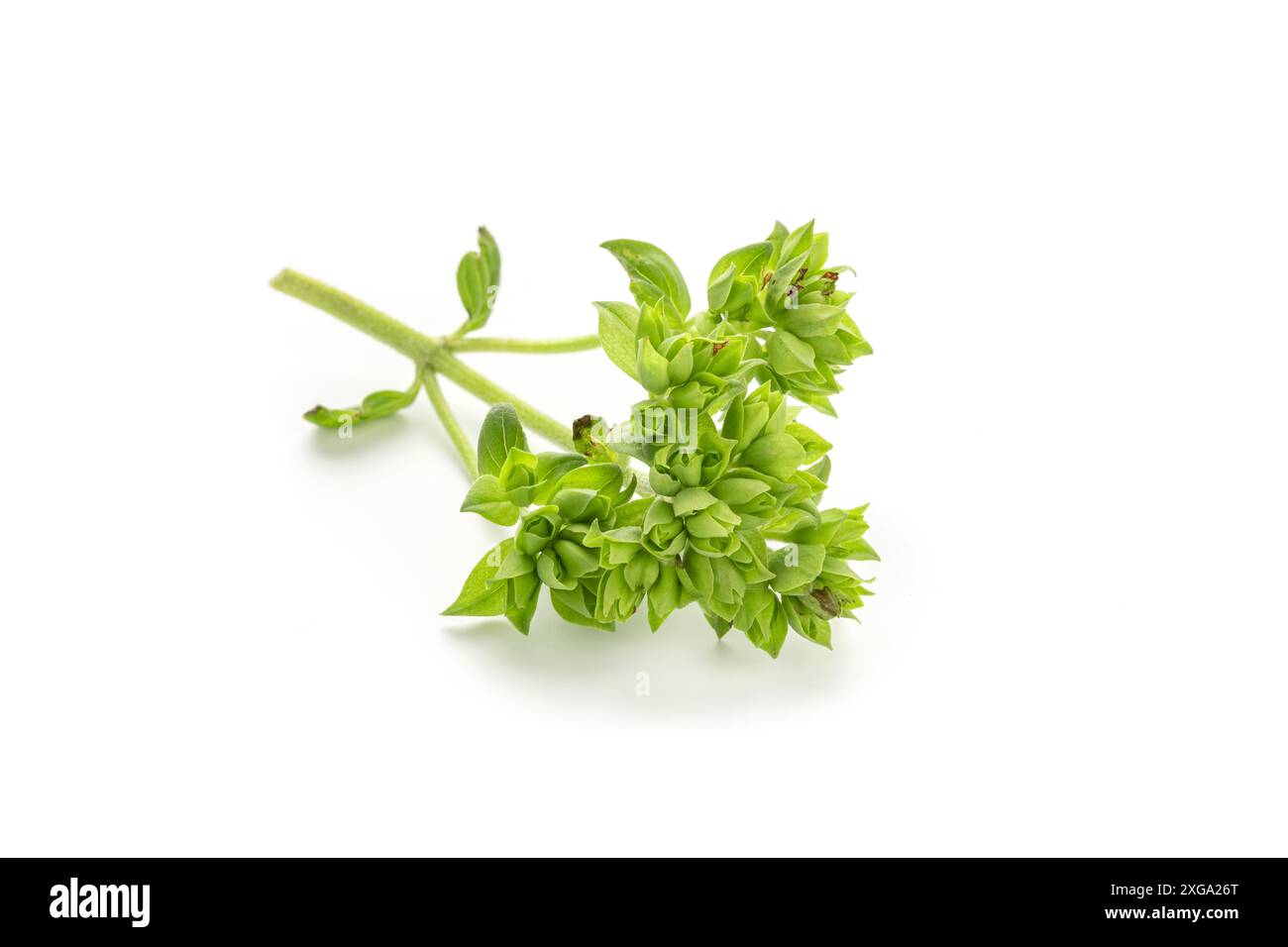 Fresh green oregano (Origanum vulgare) leaves isolated on white ...