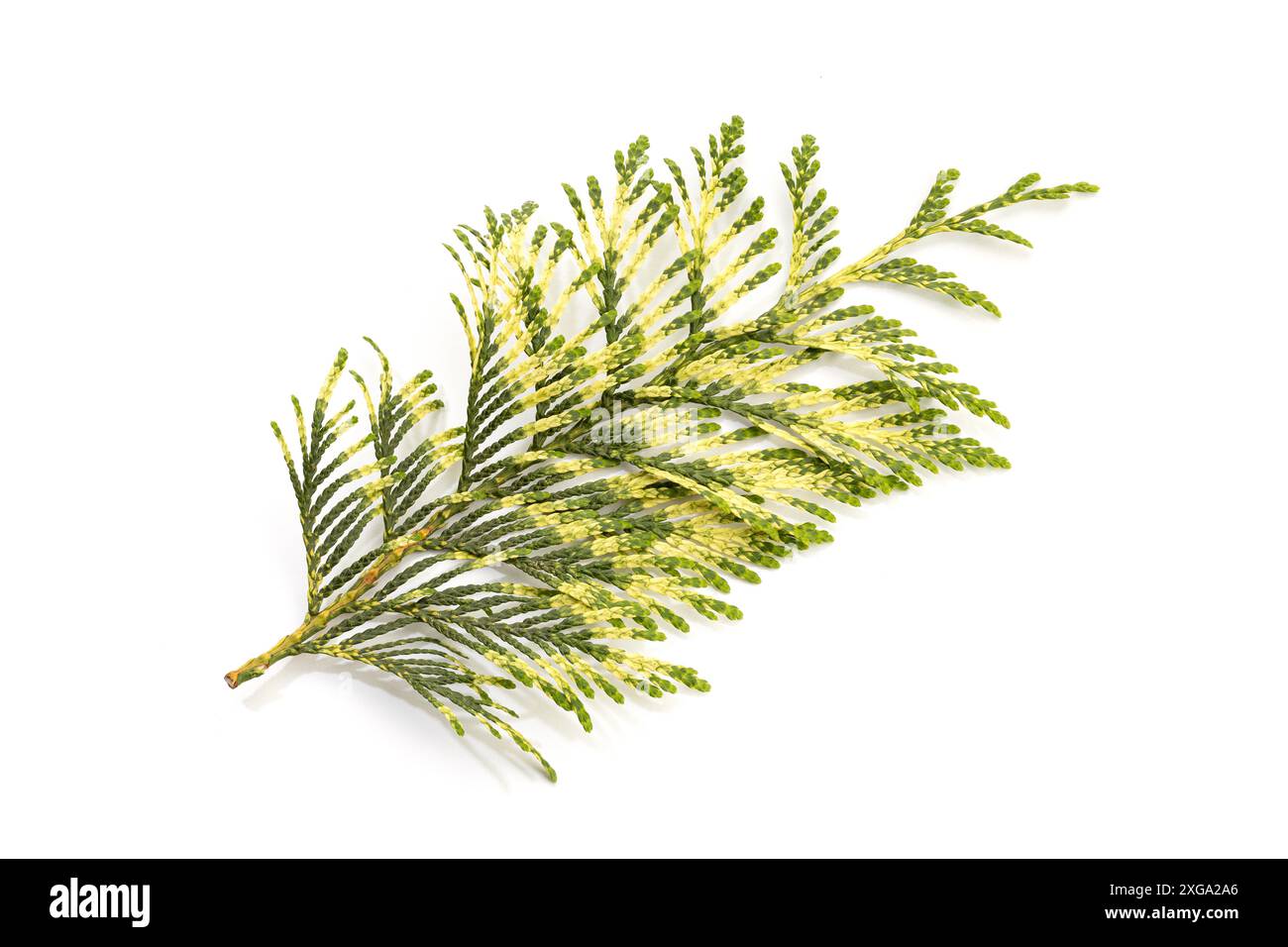 Fresh (Thuja) or cypress Twig with a variety of green colors Isolated ...