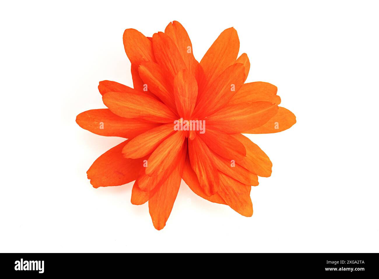 Begonia pendula flower isolated in white background. Begonia ...