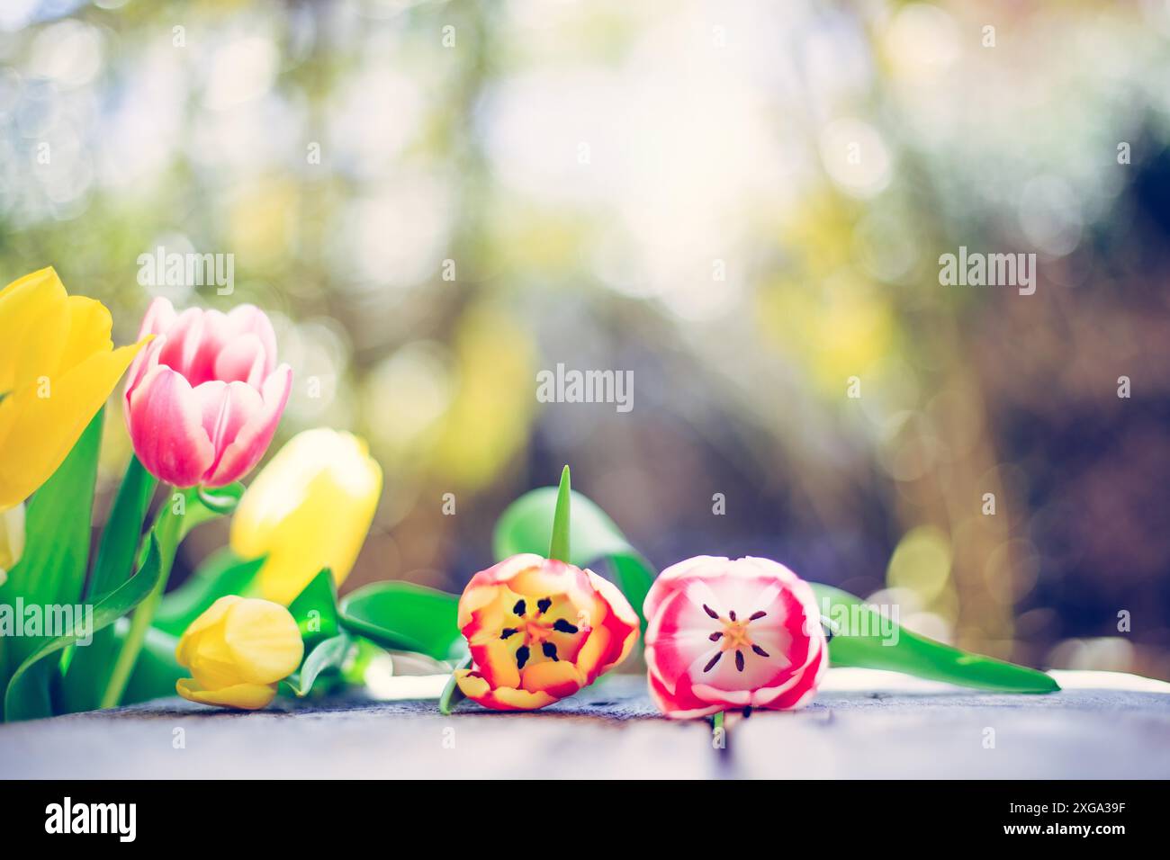Spring flowers (tulips) are lying on a rustic wood table, garden in the ...