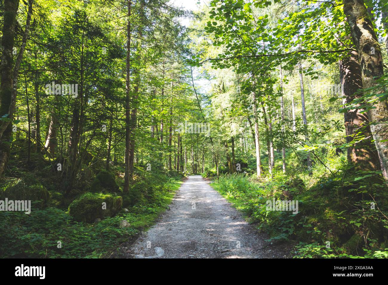 Forest recover hi-res stock photography and images - Alamy