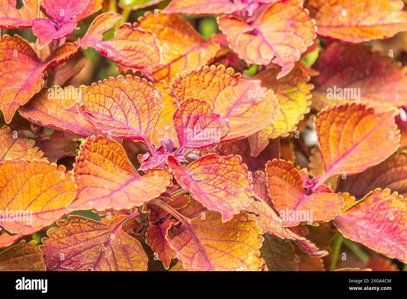 Red leaf foliage background - ornamental redhead coleus shrub. Red ...