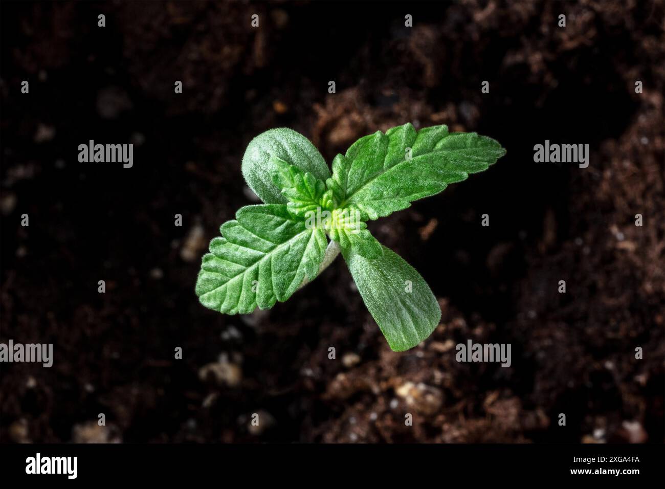 Cannabis plant sprout, growing from the earth. Cotyledons and the first ...