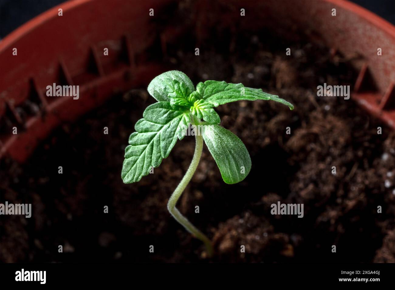 Cannabis plant seedling, growing in a pot. Cotyledons and the first ...