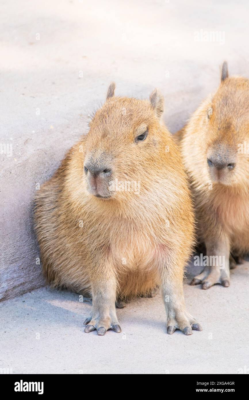 Three capybara in the park. Capybara is a semi-aquatic mammal found ...