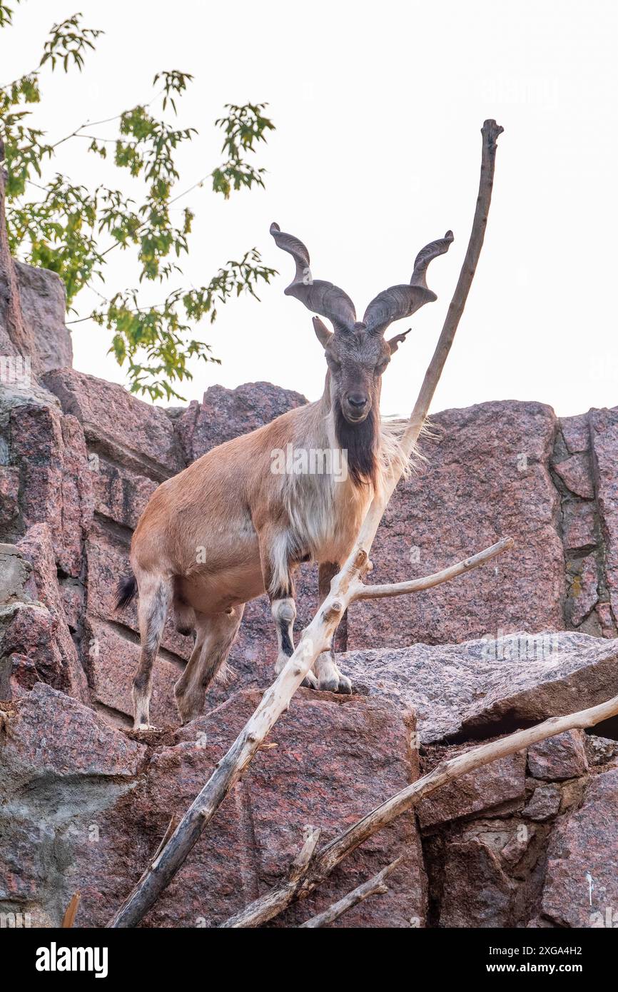 Close-up portrait of Markhor, Capra falconeri, wild goat native to ...