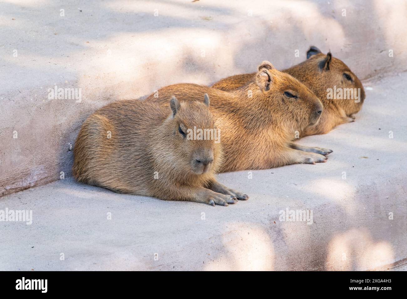 Three capybara in the park. Capybara is a semi-aquatic mammal found ...